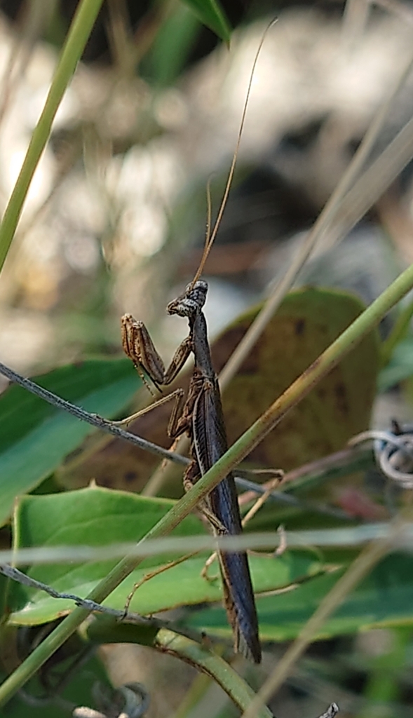Grey Mantis from Sonković, Kroatien on September 28, 2023 at 09:55 AM ...