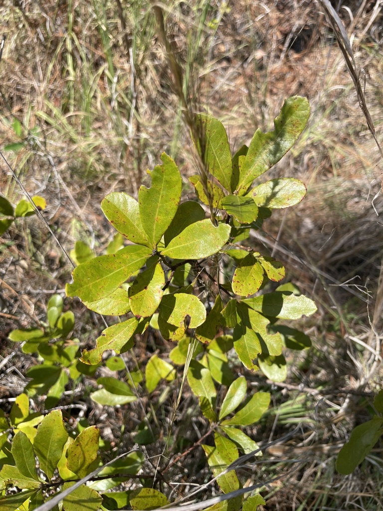 southern bayberry from Fort Johnson, Pitkin, LA, US on September 30 ...