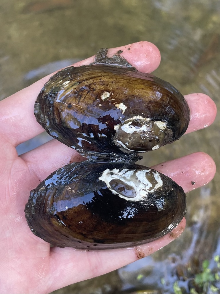 Louisiana fatmucket from Calcasieu River, Oakdale, LA, US on September ...
