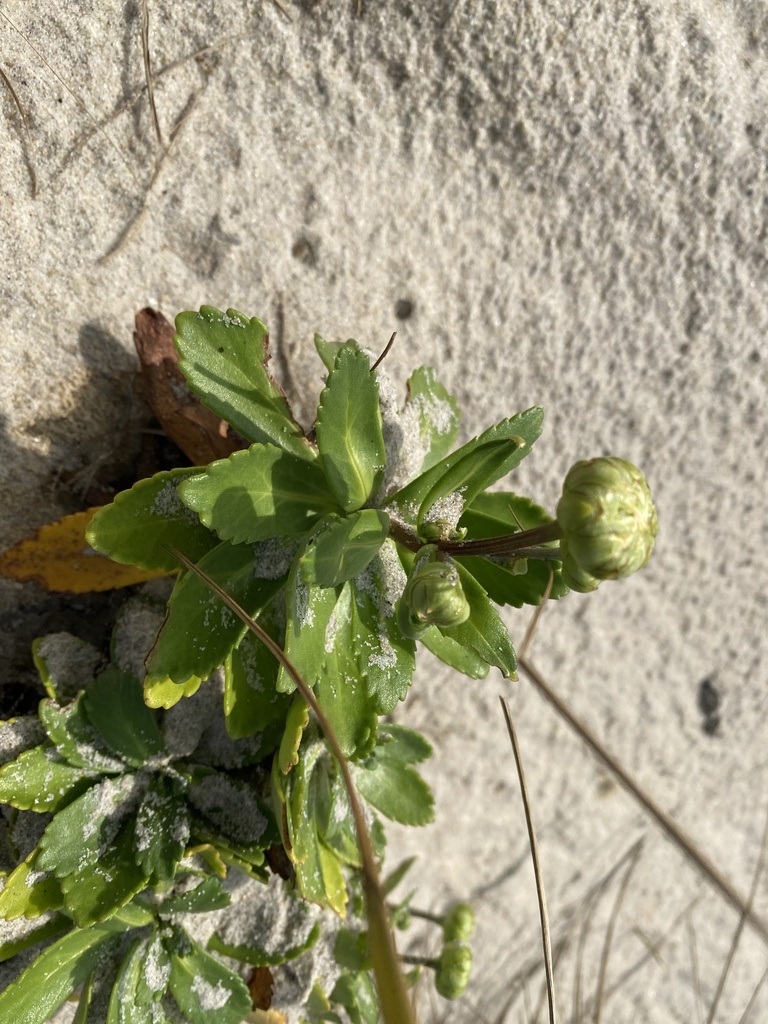 Nippon daisy from Long Beach Island, Harvey Cedars, NJ, US on October 1 ...