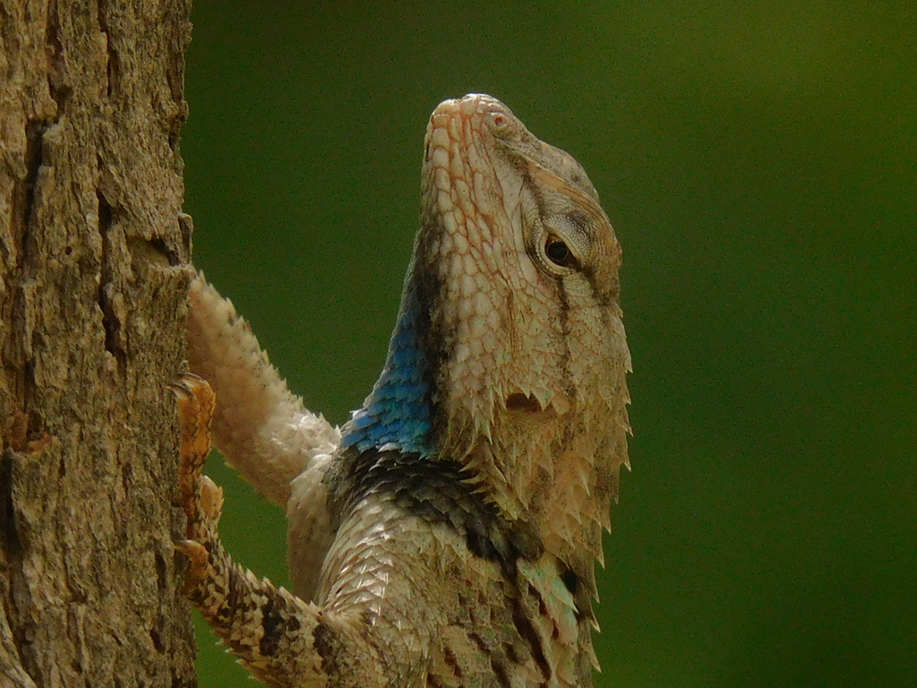 Clark's Spiny Lizard from Burócrata, Culiacán Rosales, Sin., México on ...