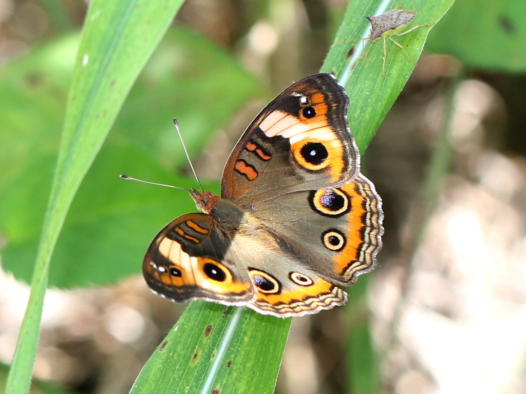 Northern Tropical Buckeye from Miami-Dade County, FL, USA on September ...