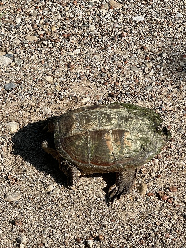 Common Snapping Turtle from Island Dr, Gibraltar, WI, US on October 1 ...