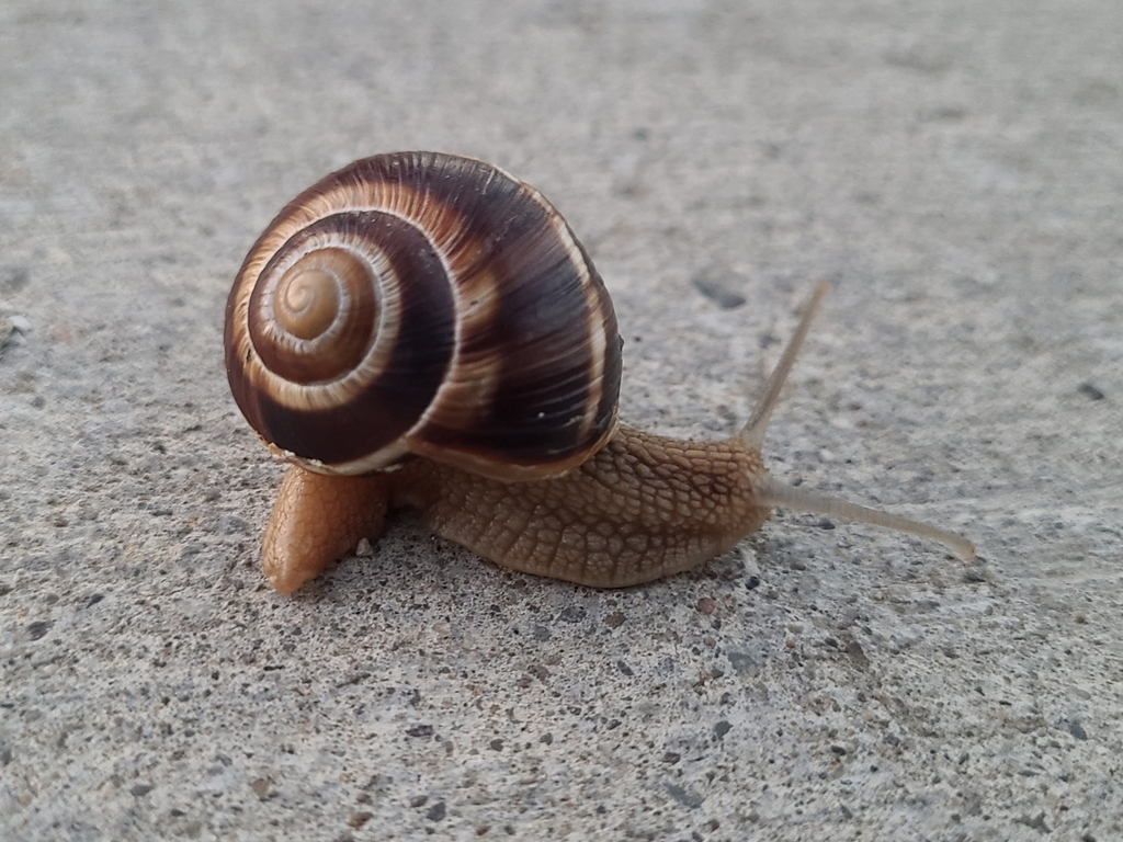 Turkish Snail from Highway 50 s/of Gibraltar Rd, Vaughan, ON L4L 1A5 ...