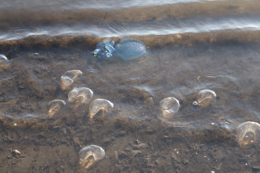 Blue Blubber Jelly from Nudgee Beach QLD 4014, Australia on October 2 ...