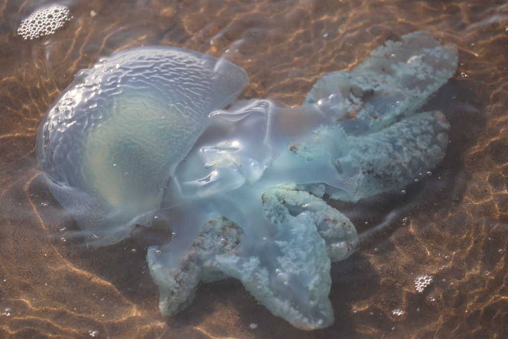 Blue Blubber Jelly from Nudgee Beach QLD 4014, Australia on October 2 ...
