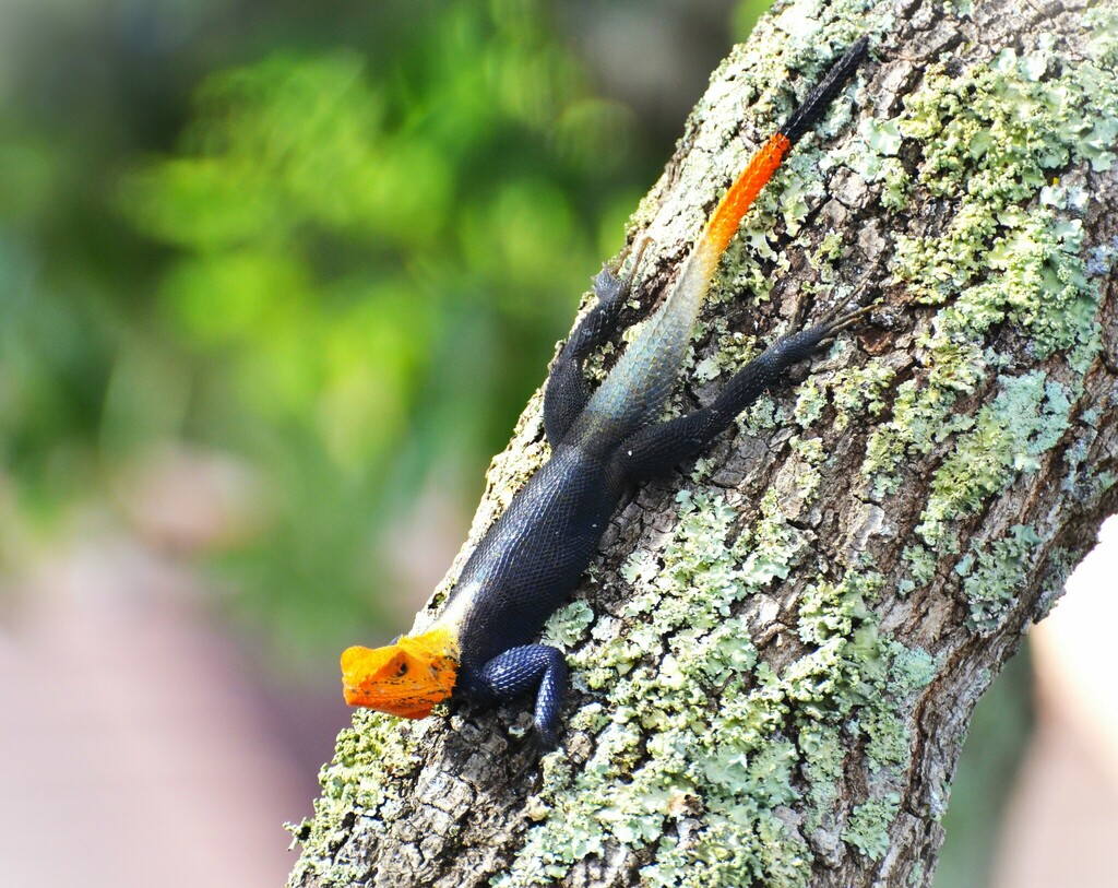 Peters's Rock Agama from West End, FL, USA on September 6, 2022 at 07: ...