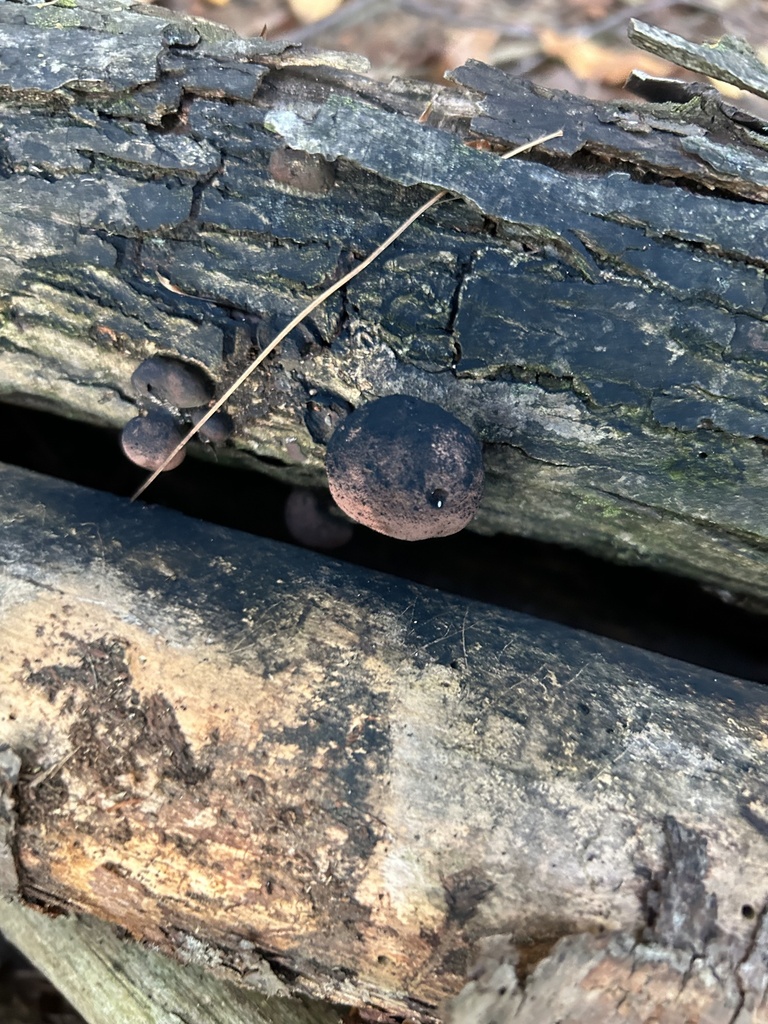 Daldinia childiae from Hunting Hills Ln, Boone, NC, US on October 1 ...