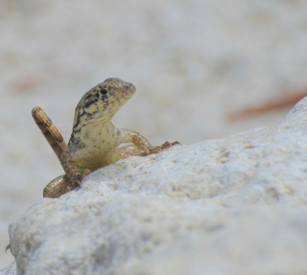 Northern Curly-tailed Lizard from West End, FL, USA on September 7 ...