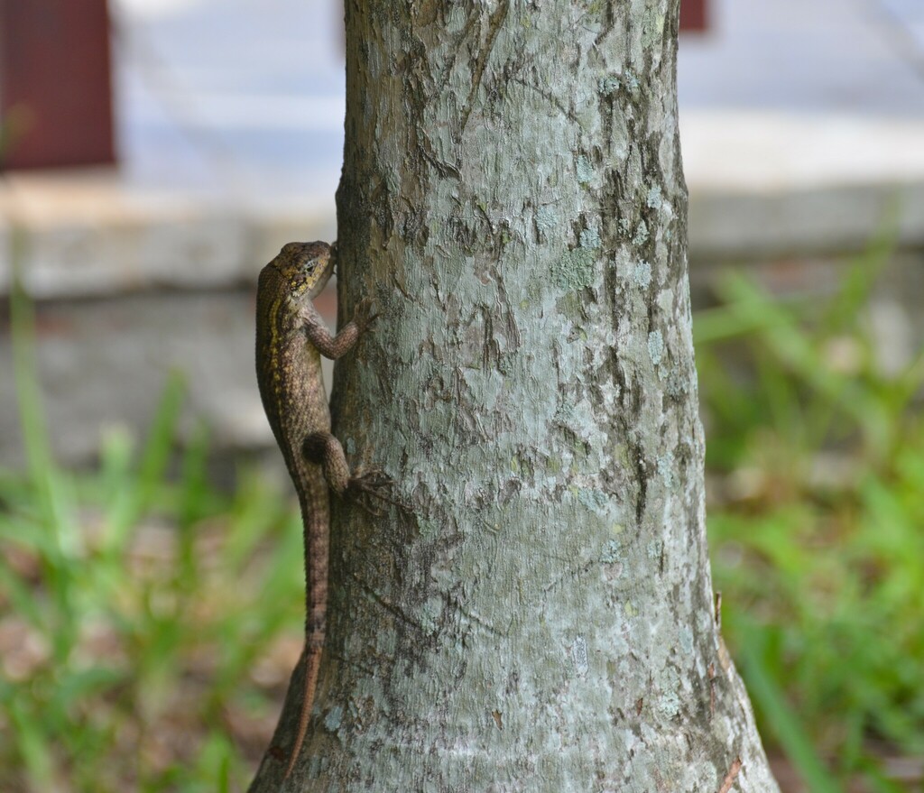 Northern Curly-tailed Lizard from West End, FL, USA on September 7 ...