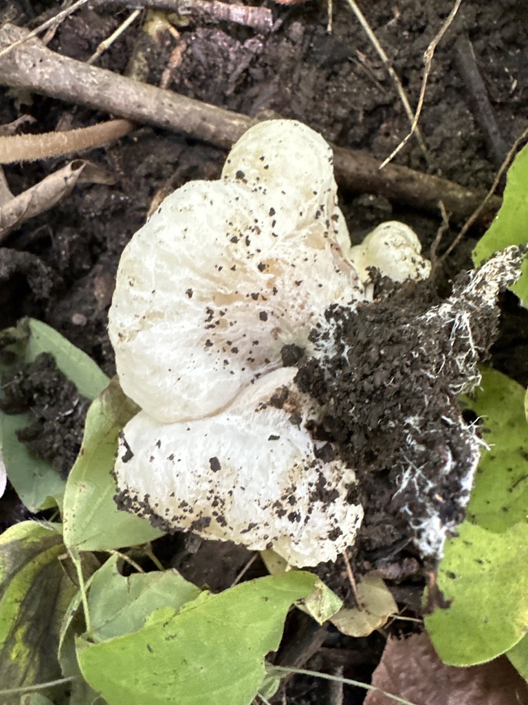 Aborted entoloma from The Morton Arboretum, Lisle, IL on October 1 ...