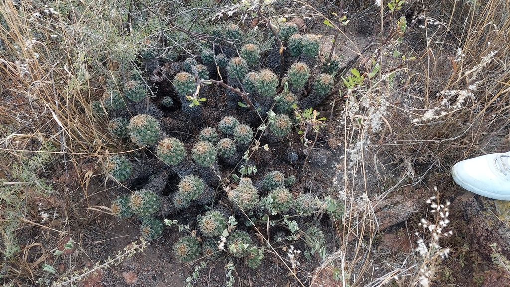 Coryphantha octacantha in October 2023 by Rojo Hernández Jose Mauro ...