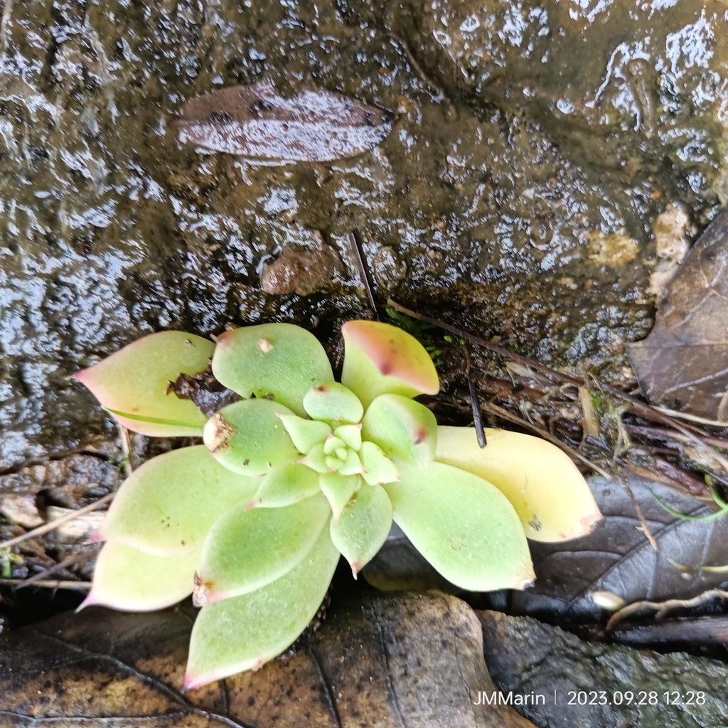 Echeveria from Guachochi, MX-CH, MX on September 28, 2023 at 12:27 PM ...