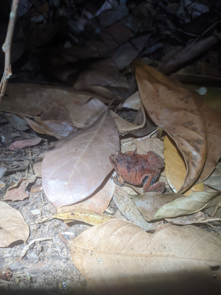 Cuyaba Dwarf Frog from São Pedro - SP, 13520-000, Brasil on September ...