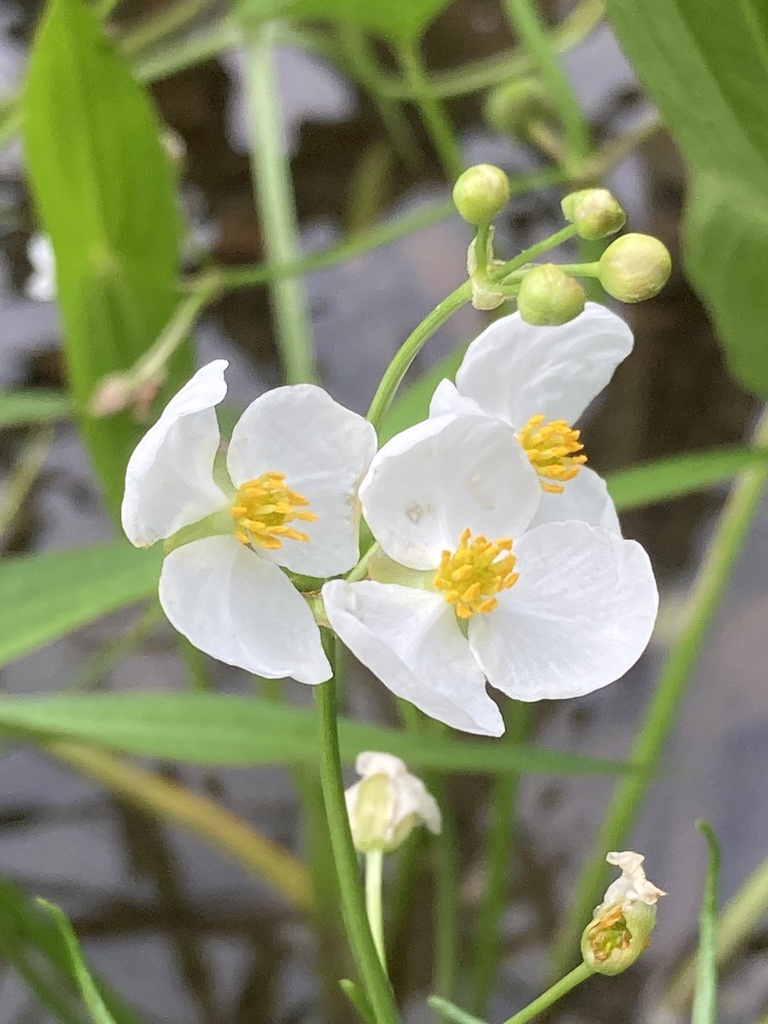 Chinese Arrowhead from 台北植物園, 中正區, TPE, TW on September 21, 2023 at 12: ...