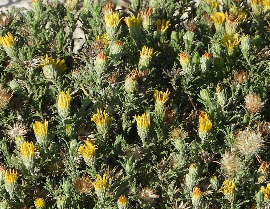 Spiny Goldenweed from Galeana, N.L., México on October 1, 2023 at 08:13 ...
