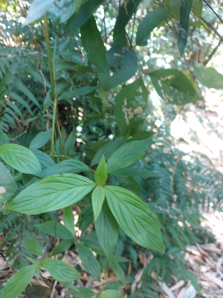 White Ox Creeper from 545台灣南投縣埔里鎮 on September 15, 2023 at 01:43 PM by ...