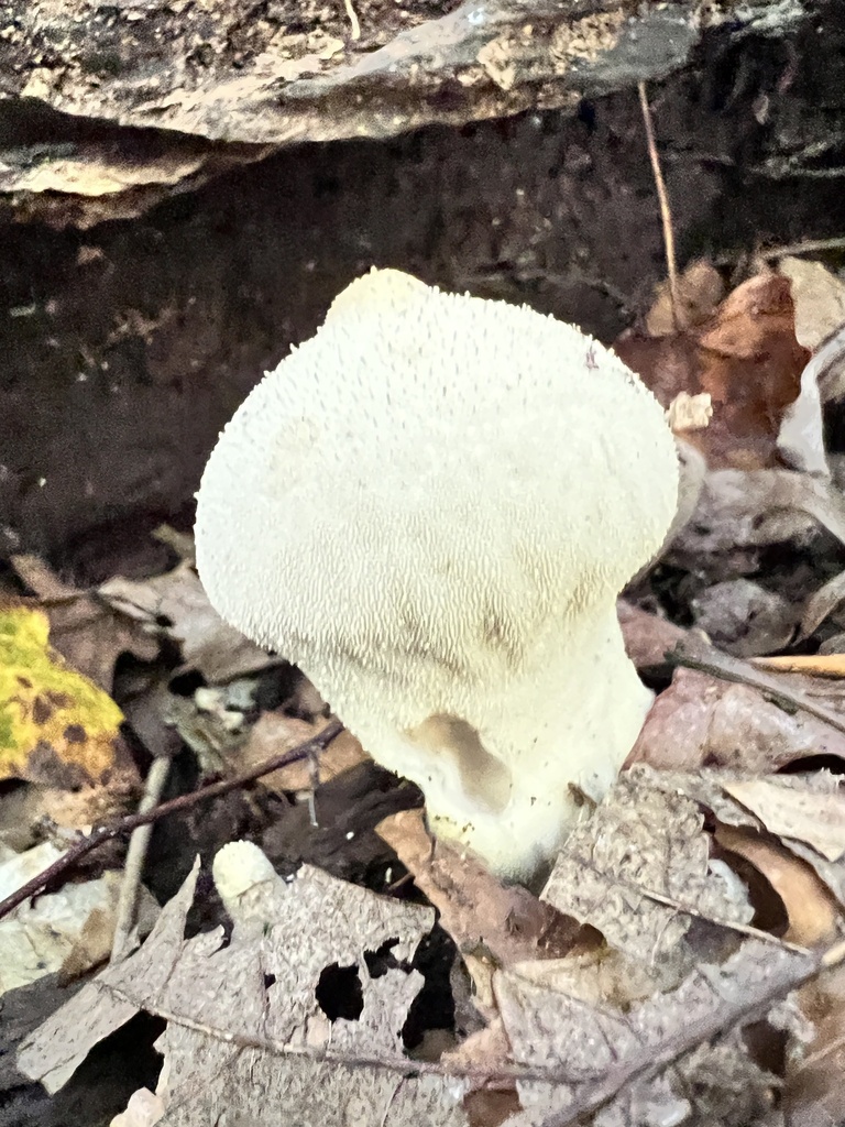 common puffball from Columbus Rd, Granville, OH, US on October 1, 2023 ...