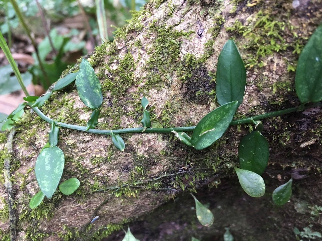 Chinese Pothos from 306台灣新竹縣關西鎮 on January 20, 2019 at 11:09 AM by 鳥咪美幸 ...