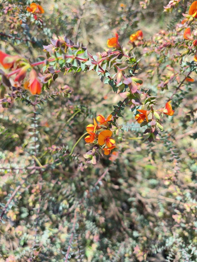 spiny bush-pea from Upper Lachlan Shire, AU-NS, AU on October 2, 2023 ...