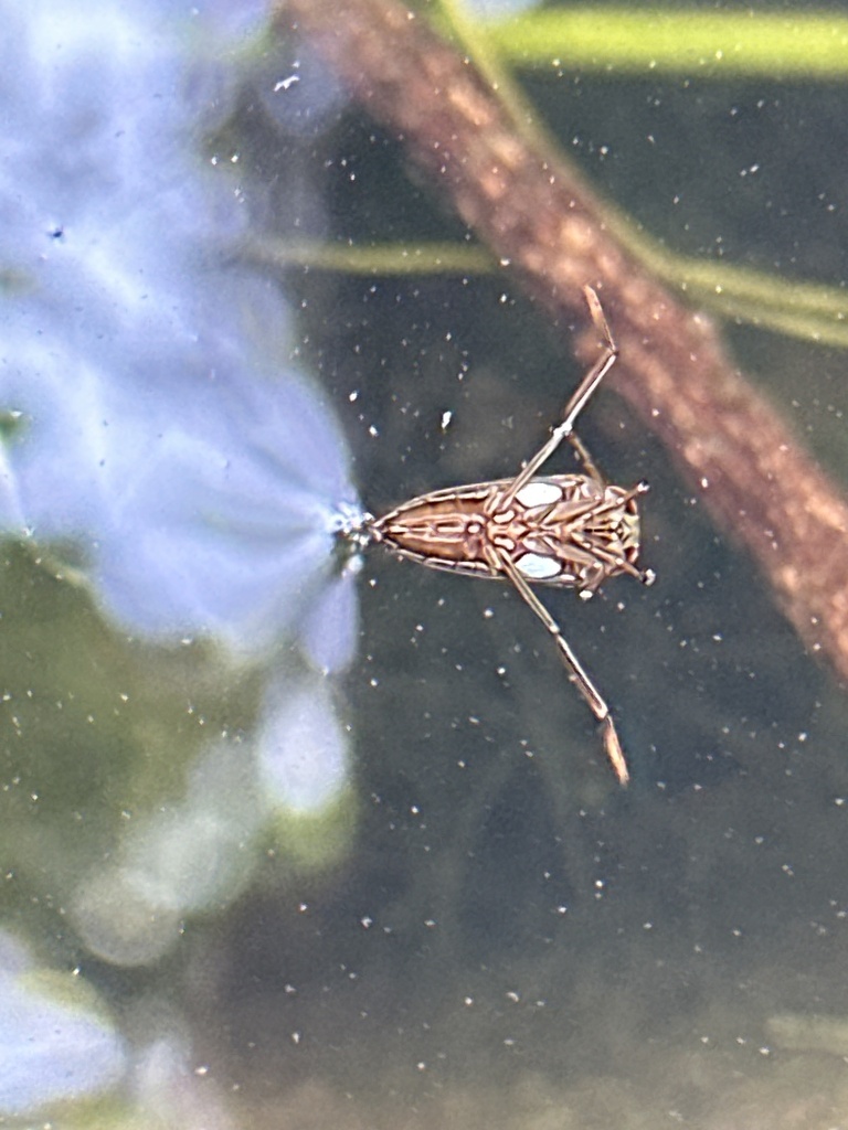 Enithares from 城門郊野公園, 荃灣老圍, 新界, HK on October 2, 2023 at 11:53 AM by ...