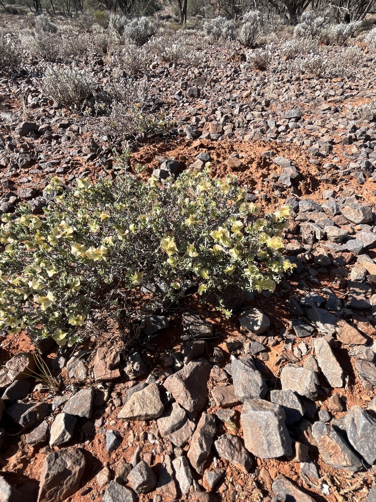 Bluebush from Unincorp. Pirie, AU-SA, AU on September 30, 2023 at 01:46 ...