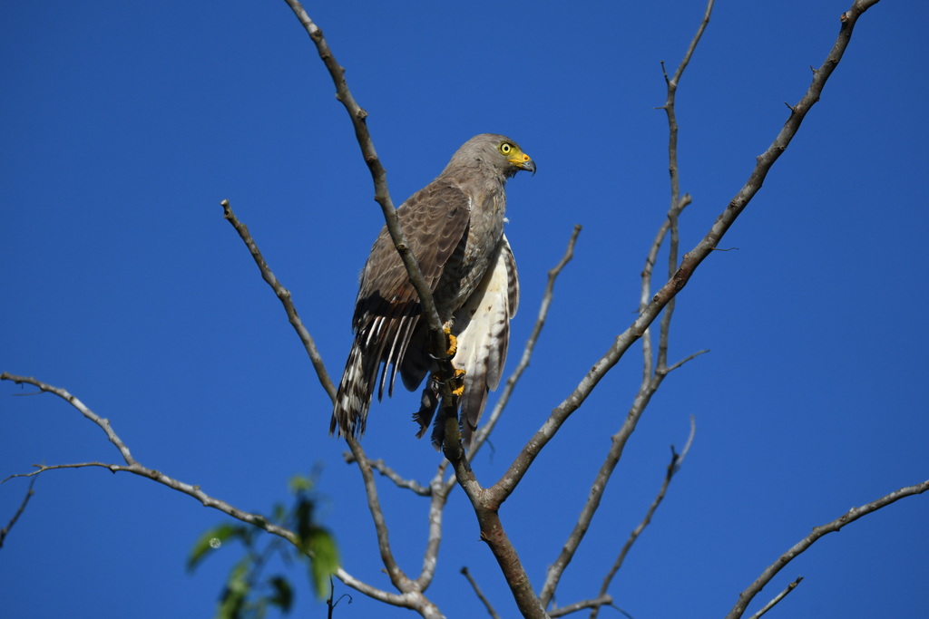 Roadside Hawk from Mérida Municipality, Yucatan, Mexico on August 26 ...