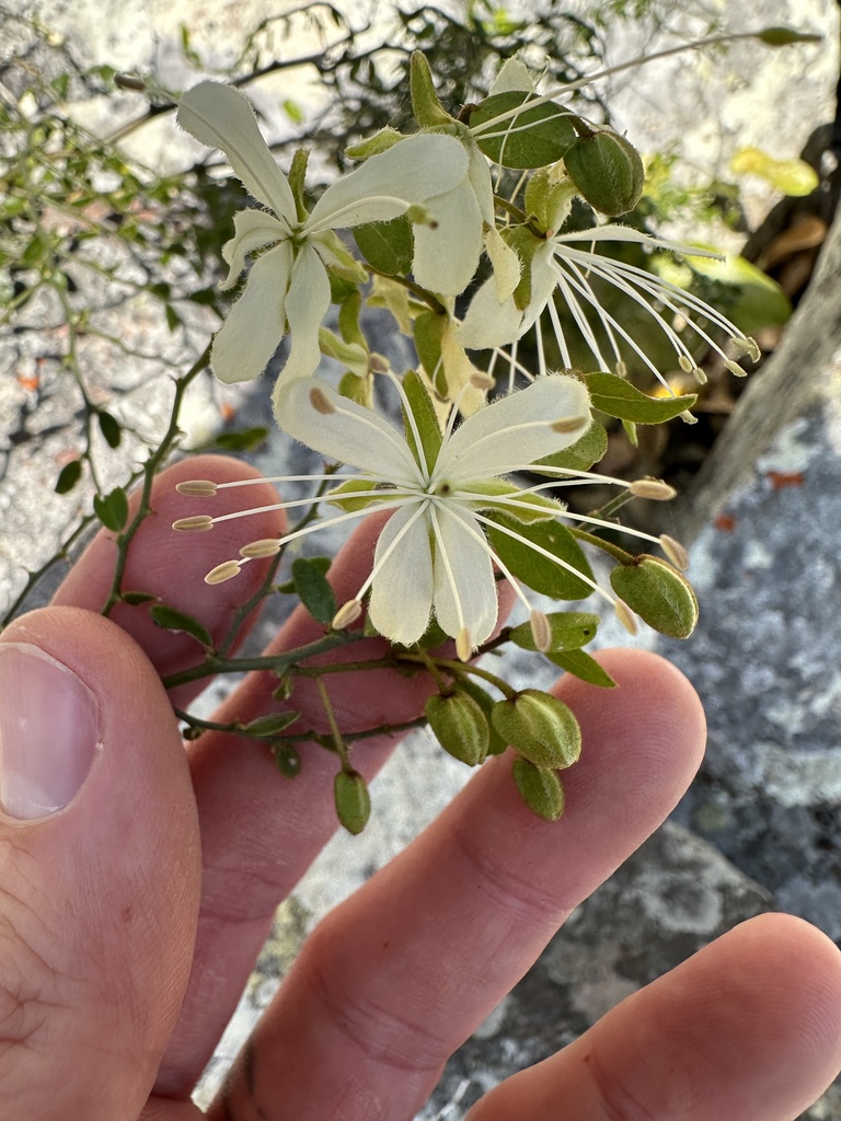 Scrambling Caper from Moogerah Peaks National Park, Mount French, QLD ...