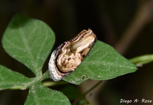 Micrantha janeira · iNaturalist