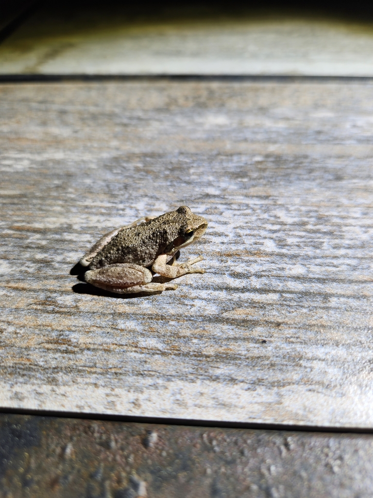 Baja California Tree Frog from Tierrasanta, San Diego, CA 92124, USA on ...