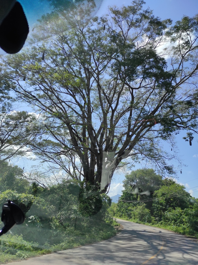elephant ear tree from 80786 Sin., México on October 1, 2023 at 01:42 ...