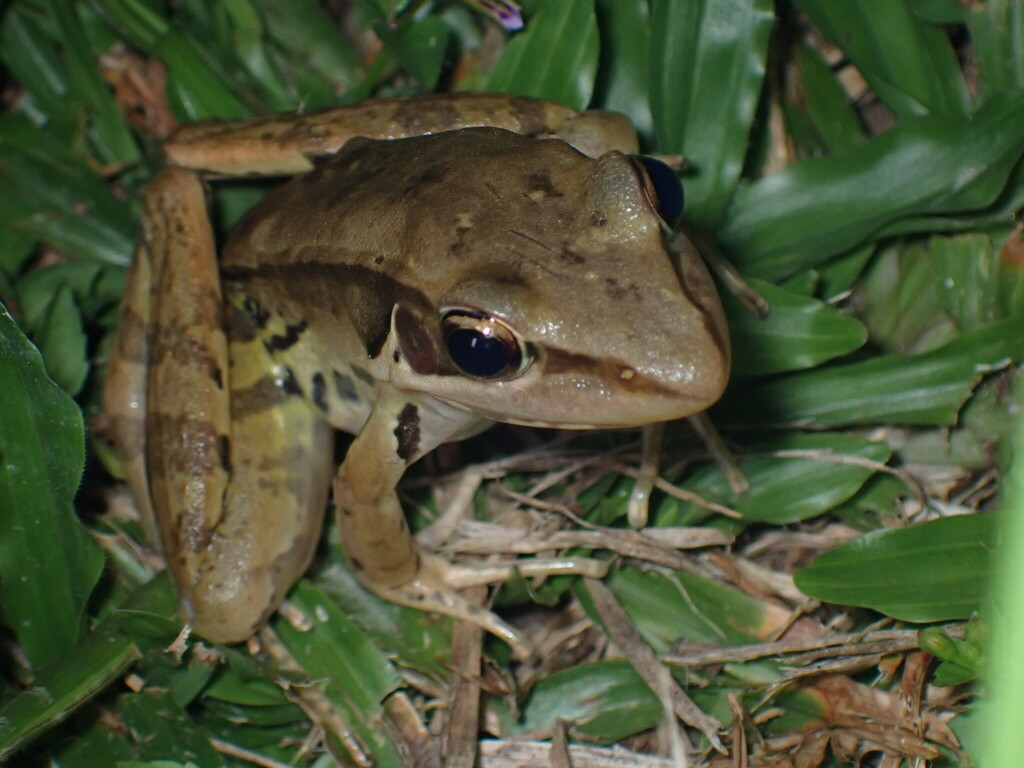 Guenther's Frog from 西貢獅子會自然教育中心 on October 1, 2023 at 07:20 PM by Ciel ...
