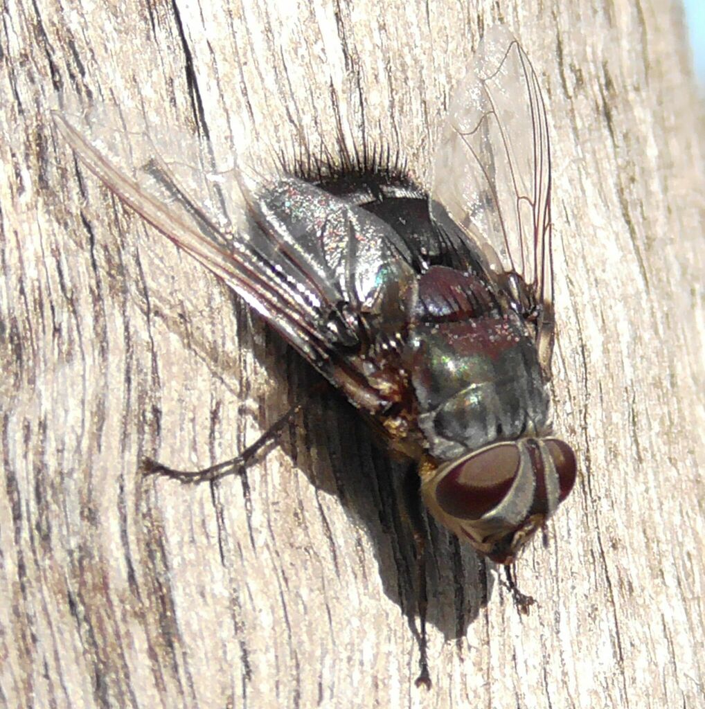 Bot Flies, Blow Flies, and Allies from Mareeba, AU-QL, AU on October 2 ...