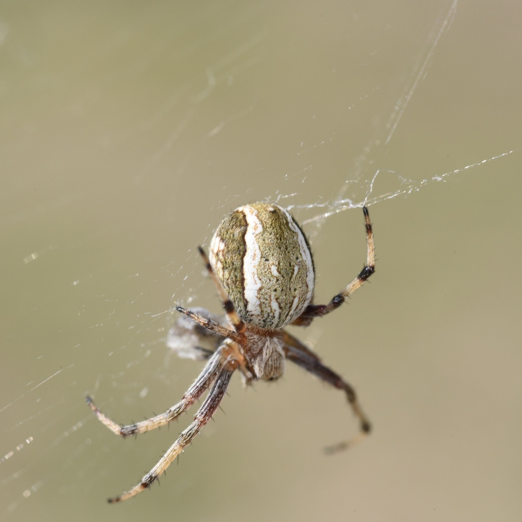 Salsa from Braeside Park, Braeside, VIC, AU on September 29, 2023 at 10 ...