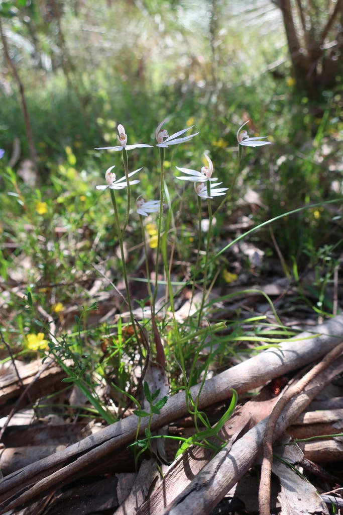Pink Lady Fingers from South Ward, Meadows, SA, AU on October 2, 2023 ...