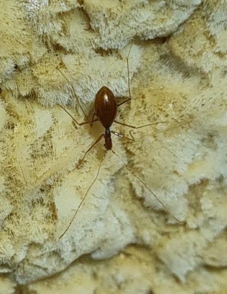 Leptomeson dombrowskii from Poljica Kozička, Croatie on October 02 ...