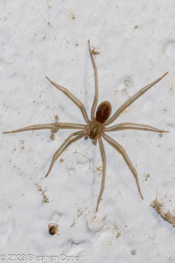 Mediterranean recluse from Almanzora, Almería, Spain on September 27 ...