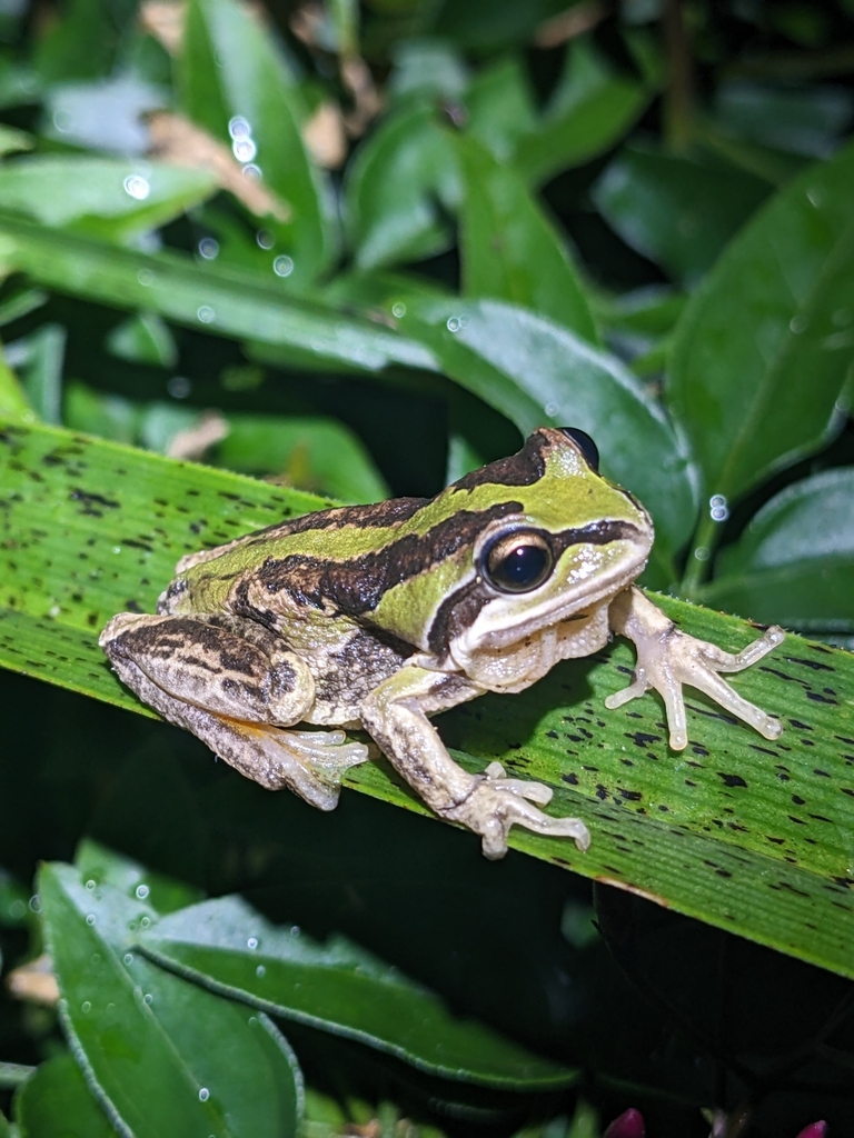 Whistling Tree Frog from Robertson NSW 2577, Australia on October 3 ...