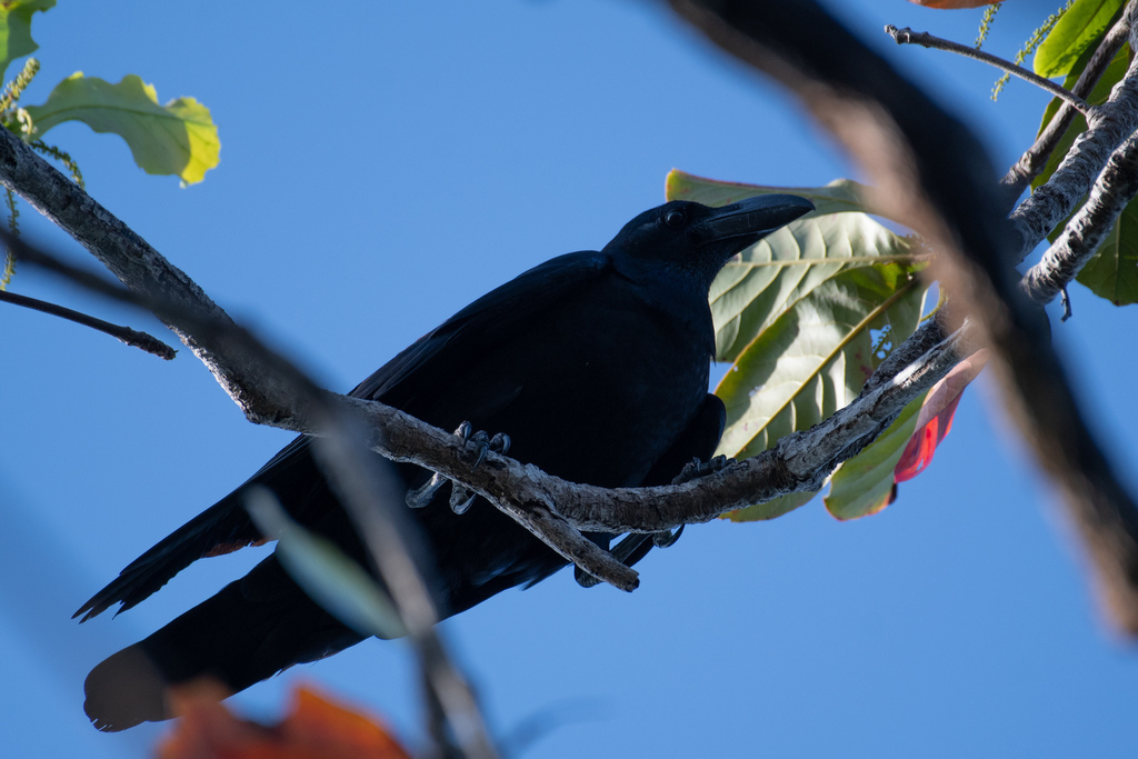 Large-billed Crow from Badung Regency, Bali, Indonesia on September 7 ...