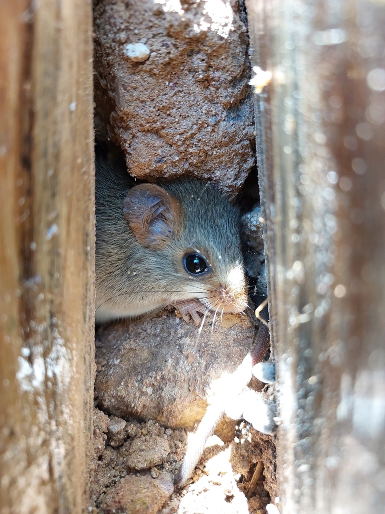 Red-nosed Mouse from Cuité, PB, Brasil on October 2, 2023 at 10:47 AM ...