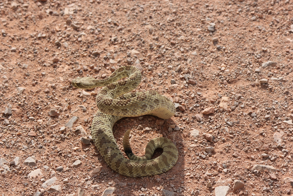 Prairie Rattlesnake from Carbon County, WY, USA on October 1, 2023 at ...