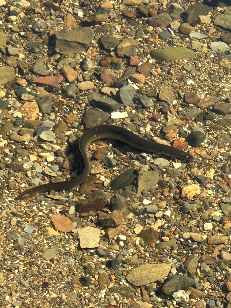 American Eel from St. Andrews, NB, CA on October 2, 2023 at 10:40 AM by ...