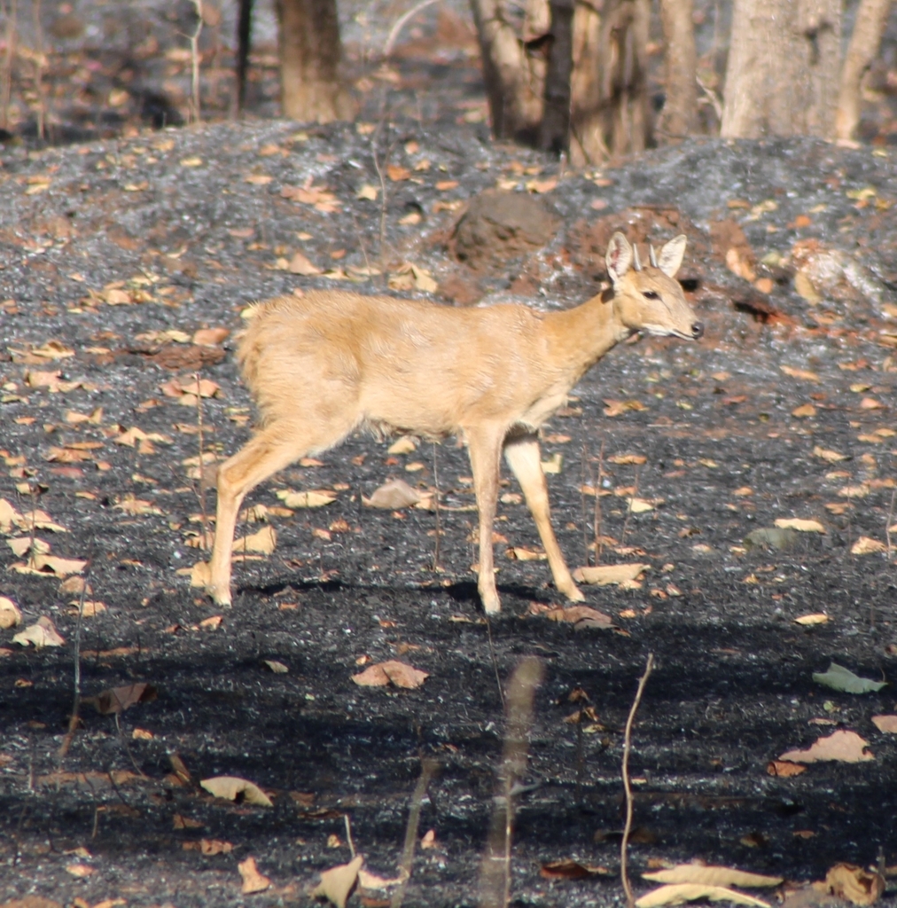 Four-horned Antelopes (Tetracerus) - Know Your Mammals