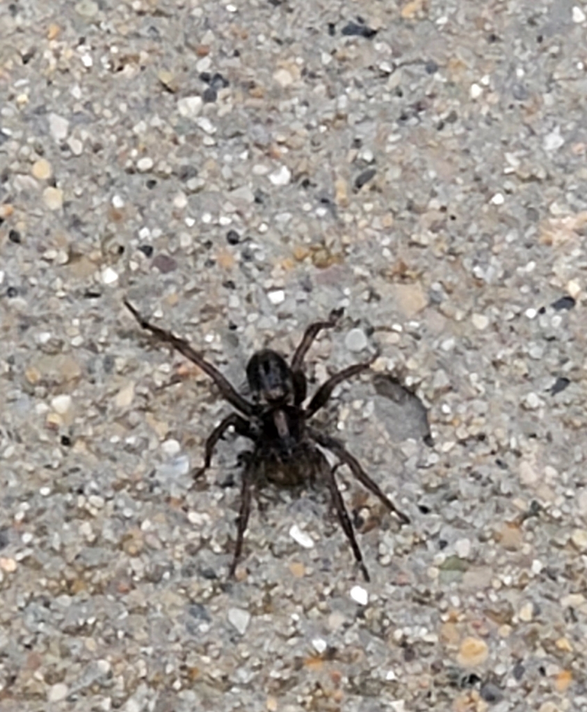 Eastern Parson Spider from Oxford, OH 45056, USA on September 27, 2023 ...