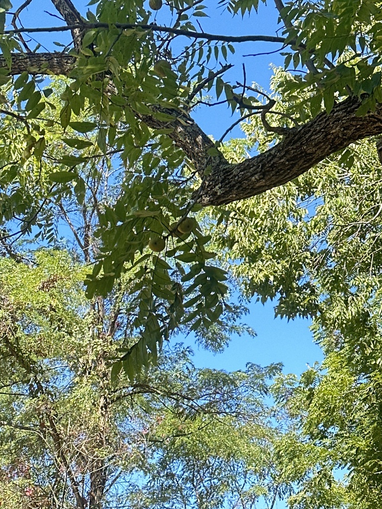 eastern black walnut from Sky Meadows State Park, Delaplane, VA, US on ...
