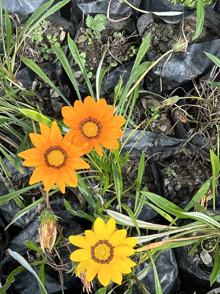 Treasure Flowers from Bhimtal Bypass Road, Bhimtal, UT, IN on October 2 ...