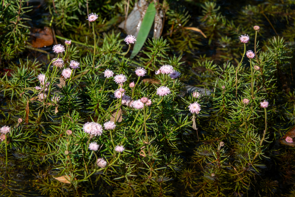 Pink Bog Button in September 2023 by Steven Daniel · iNaturalist