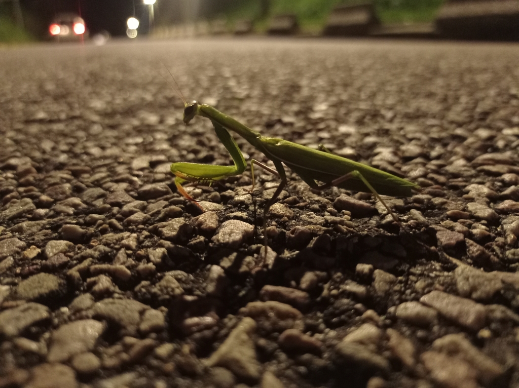 European Mantis from Saint-Martin-en-Campagne, Petit-Caux, France on ...