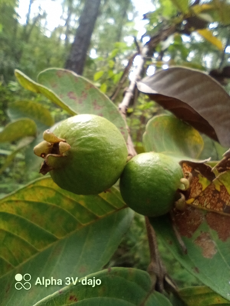 Brazilian Guava from Angel Albino Corzo, MX-CH, MX on September 23 ...