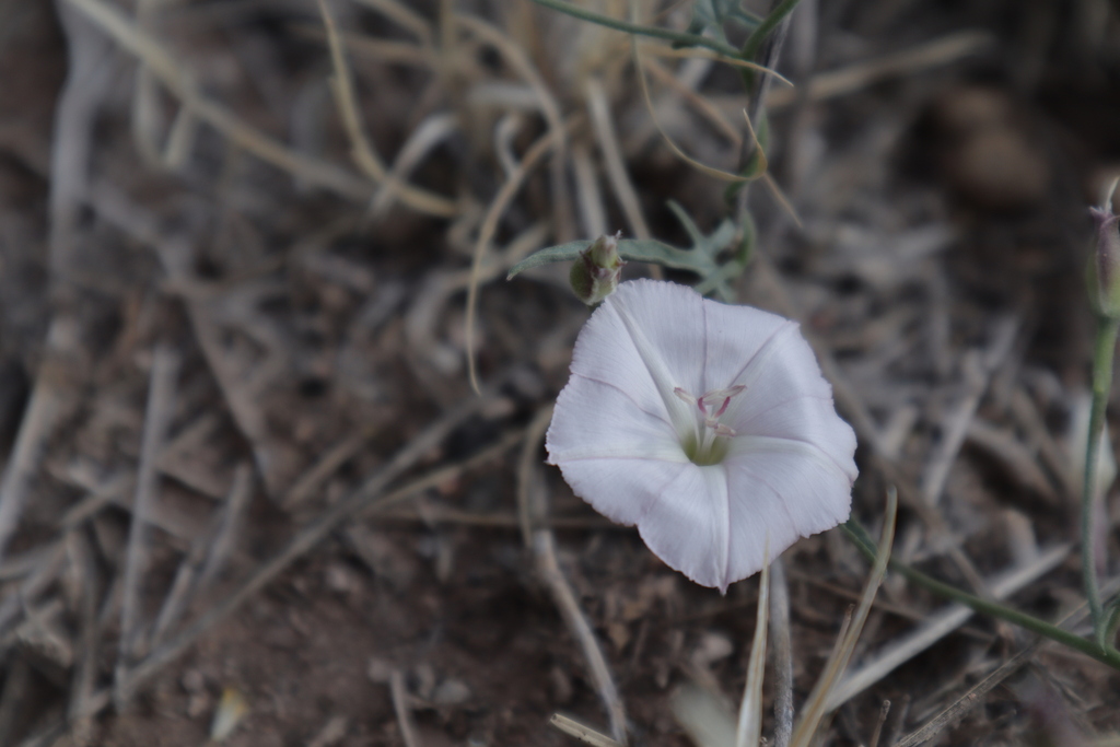 Texas bindweed from Hidalgo County, NM, USA on October 2, 2023 at 08:19 ...